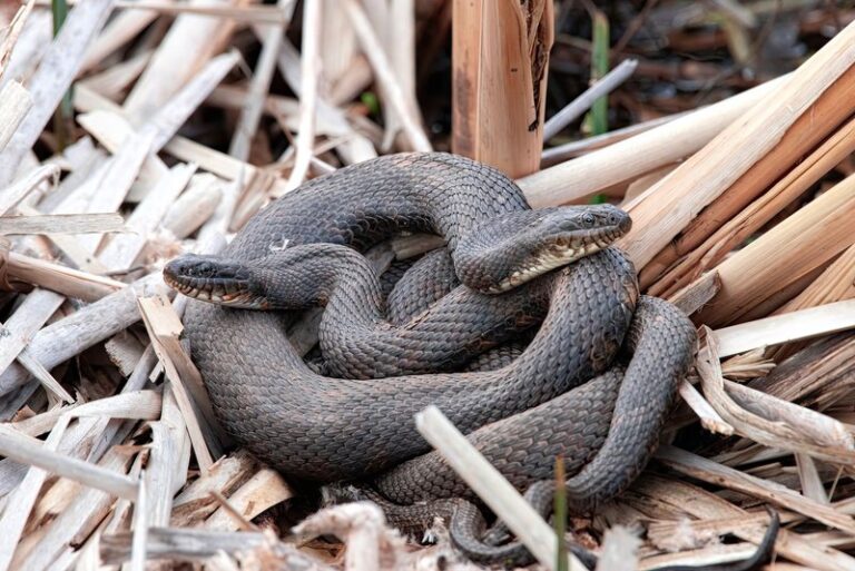 Snakes of the Great Dismal Swamp - A Field Guide - Flora Fauna Fun