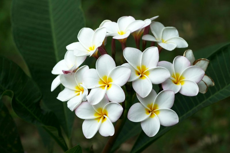 15 Flowers of The Gambia and Where to Spot Them - Flora Fauna Fun