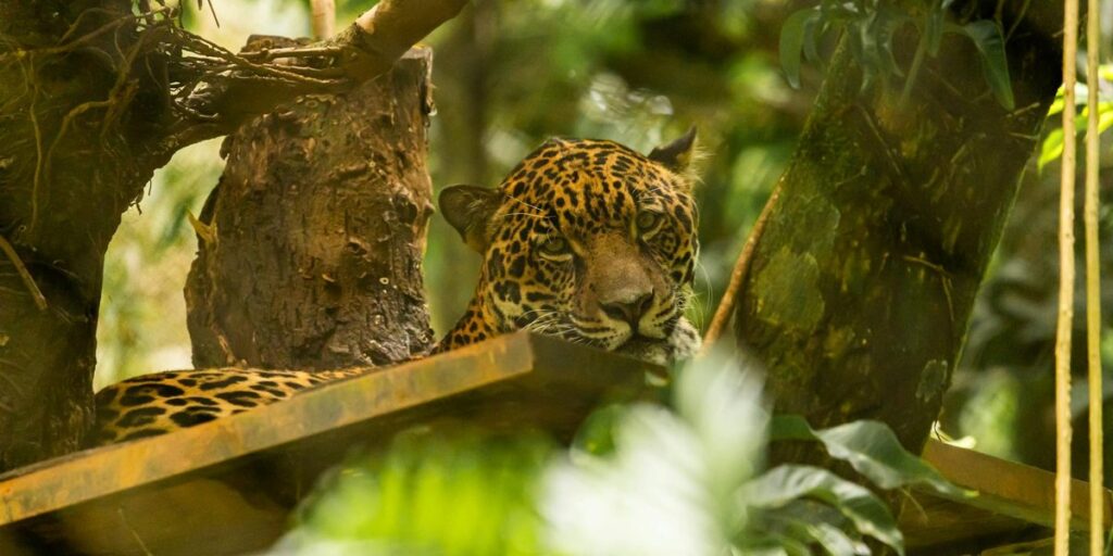 Rainforest Carnivores: Predators of Every Forest Layer - Flora Fauna Fun