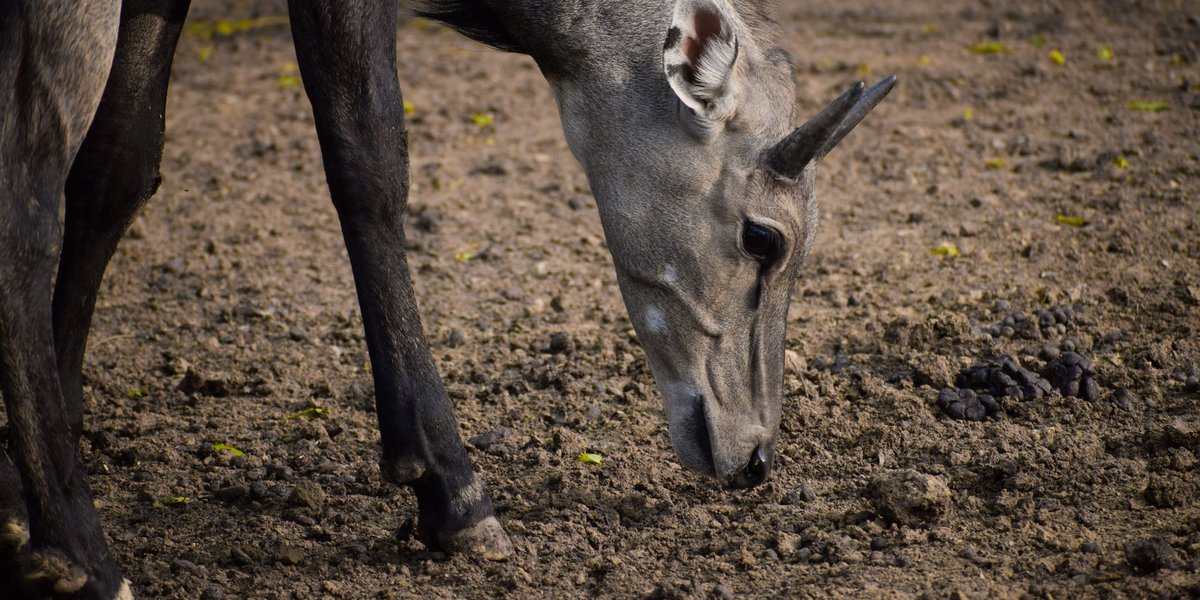 What Do Nilgai Eat? A Complete Guide to the Blue Bull's Diet - Flora ...