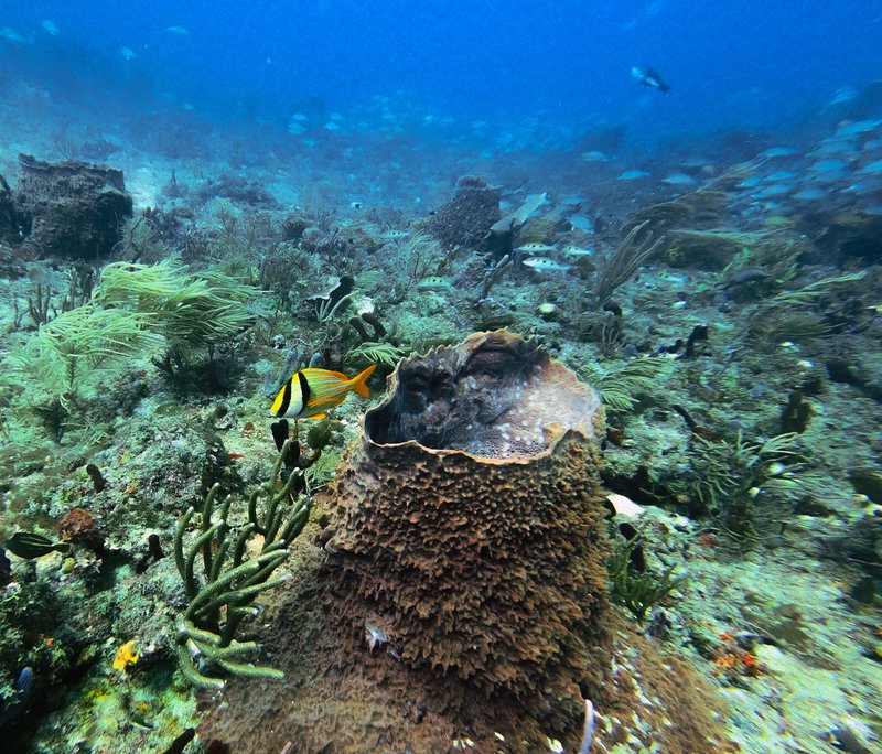 Fish of Dominica: Reef, River & Offshore Species Guide - Flora Fauna Fun