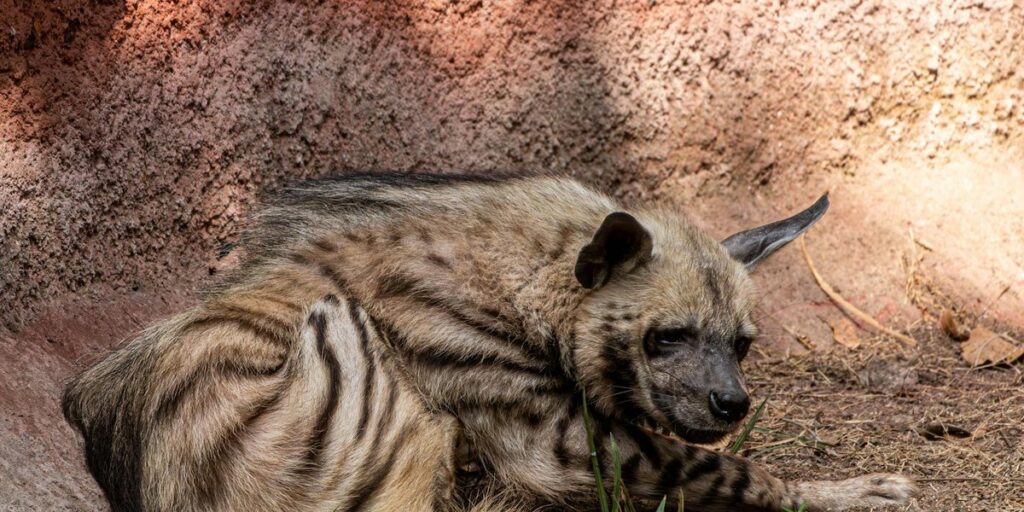 Dangerous Animals in Lebanon — The Real Risks - Flora Fauna Fun