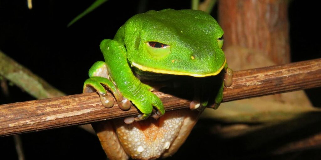 Rainforest Amphibians: 6 Iconic Species and How They Survive - Flora ...
