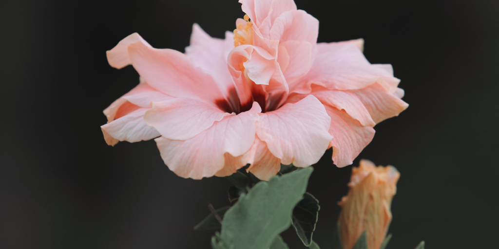 18 Tropical Rainforest Flowers (With Photos and Scientific Names ...