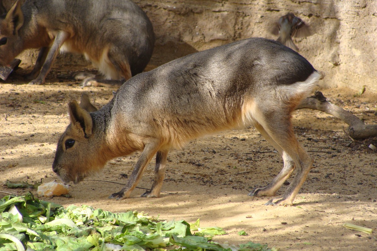 List of mammals that start with P - Flora Fauna Fun