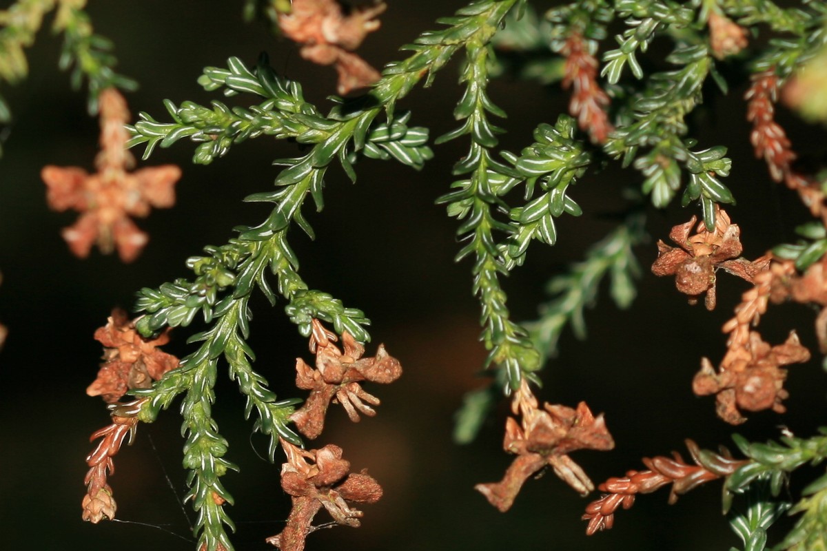 List of trees that start with P - Flora Fauna Fun